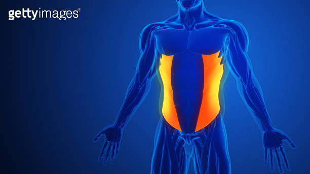 Abdominal External Oblique Muscle Anatomy For Medical Concept 이미지 ...