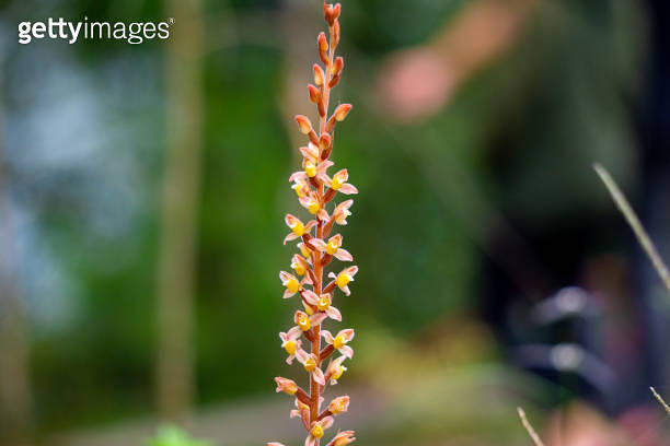 Rhomboda abbreviata. Rhomboda, commonly known as velvet jewel orchids ...