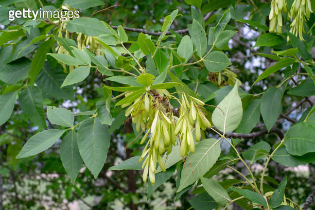 European ash. Ash seeds among green foliage close-up. 이미지 (2149597462 ...