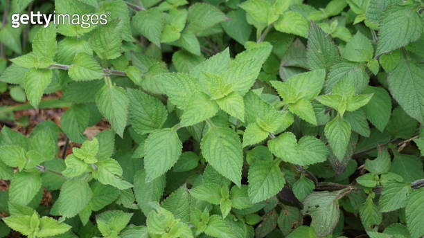 Black Grass Jelly Tree (Grass jelly, leaf jelly, herb jelly). This ...