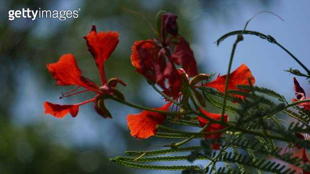 Delonix regia (Also called pohon Semarak Api, Flamboyan, royal ...
