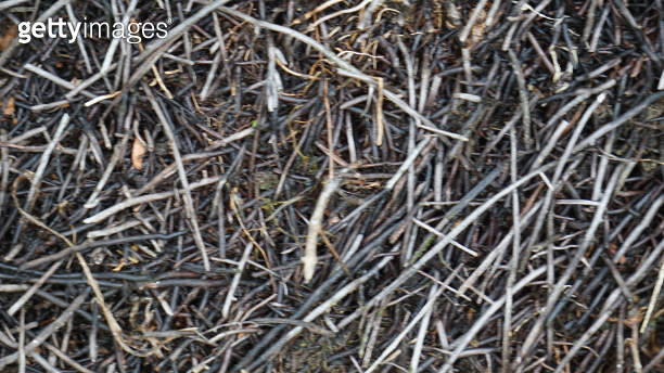 Earth full of roots small of a natural plant. Black and grey abstract ...