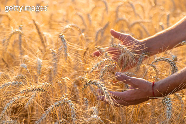 A farmer in a field of wheat checks. Selective focus. (2150175288) - 게티 ...