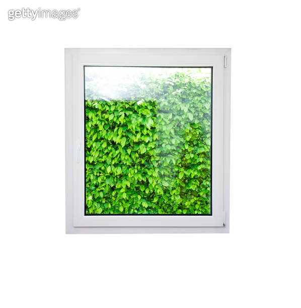 Green hedge isolated behind a window 이미지 (1970441163) - 게티이미지뱅크