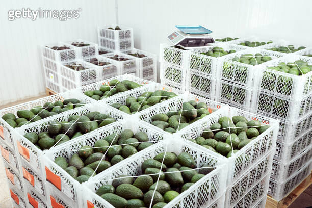 stacked boxes of hass avocado in a cold storage warehouse 이미지 ...