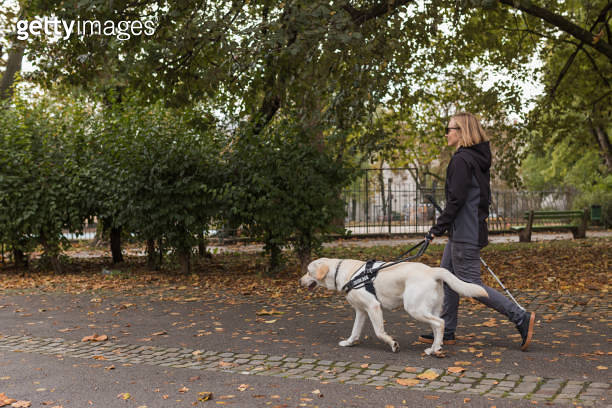 Visually impaired woman walking in park with a guide dog assistance 이미지 ...