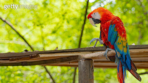Colorful Macaw parrot back view wings details stock photo (2121775137 ...
