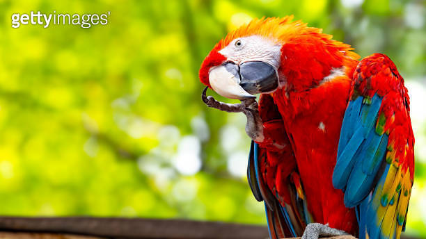 Colorful Macaw parrot back view wings details stock photo (2121775647 ...