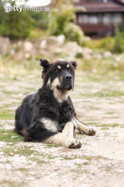 Portrait of large black long haired stray mutt dog 이미지 (1914169693 ...