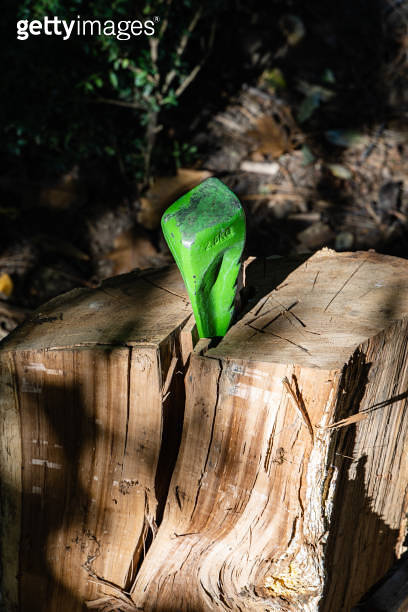 Splitting problematic oak stumps with special metal wedge. Close-up ...