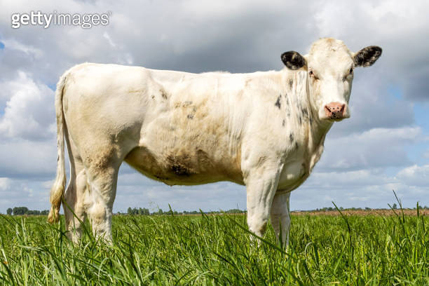Cow heifer full length side view in a field, standing milk cattle, a ...