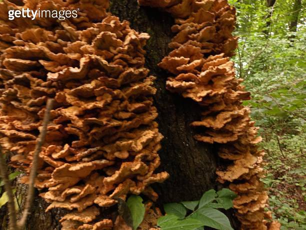 A large group of yellow poisonous mushrooms grow on the venerable trunk ...