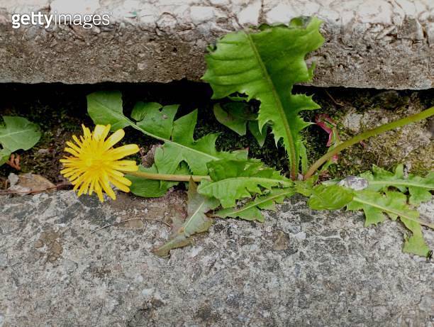 A yellow dandelion flower grows in concrete in difficult conditions ...