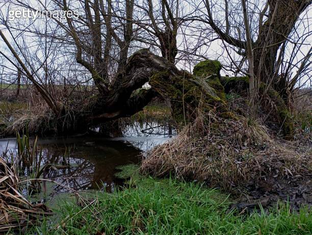 An old tree leaned over the stream, forming an improvised arch over the ...