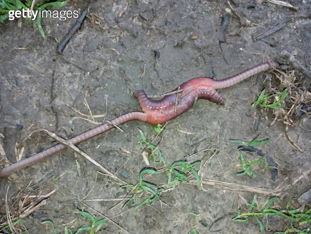 Mating of earthworms. Two earthworms climbed to the ground for mating ...
