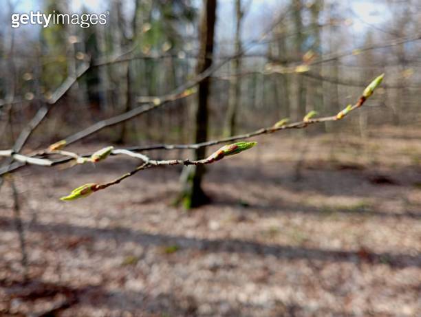 The first loose buds on a tree branch in spring in the forest. Textures ...