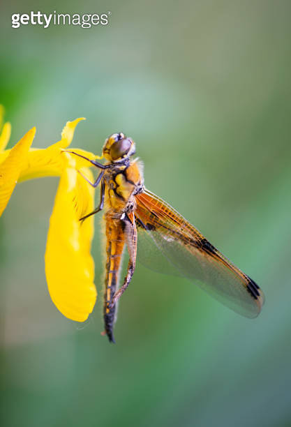 Red dragonfly is sitting on a yellow flower, newly hatched insect ...