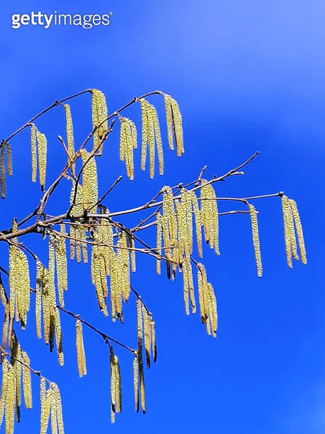 Hazelnut tree flower against blue sky stock photo. Hazel pollen season ...