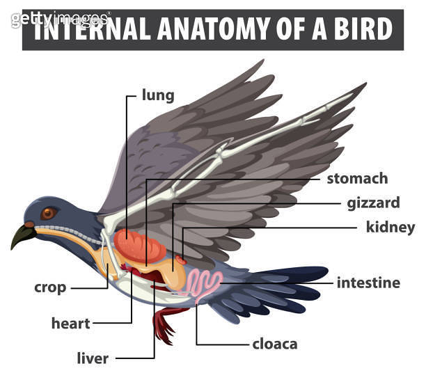 Detailed diagram of bird's internal organs (2171100617) 일러스트, 무료 일러스트 ...