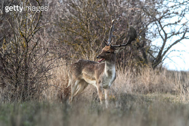 Expressive male fallow deer, a candid moment in the wild. Captured in ...