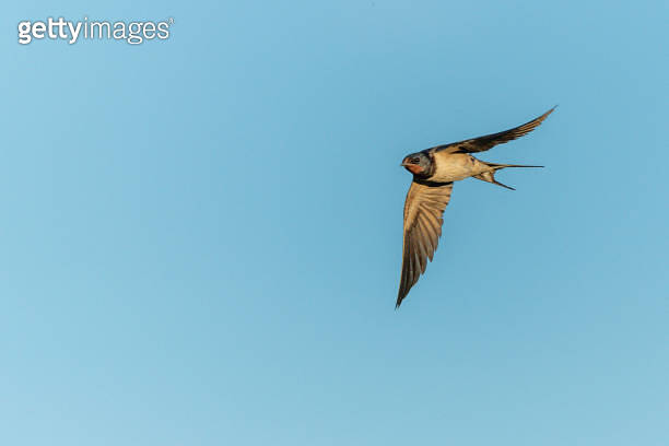 Barn Swallow (Hirundo rustica) chasing insects in flight. 이미지 ...