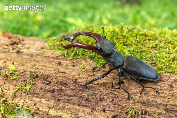 Stag beetle kite male (Lucanus cervus ) on the trunk of a of a dead ...