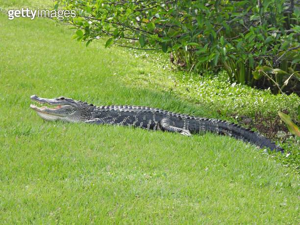 American Alligator (Alligator mississippiensis) - gator resting in the ...