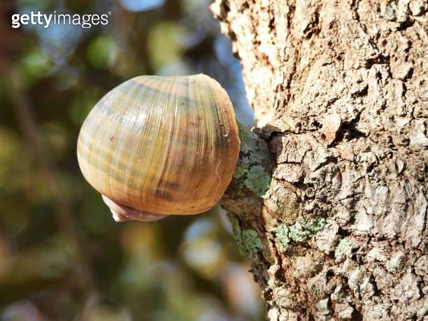 Apple Snail Shell (Ampullariidae) on a tree 이미지 (2022829952) - 게티이미지뱅크