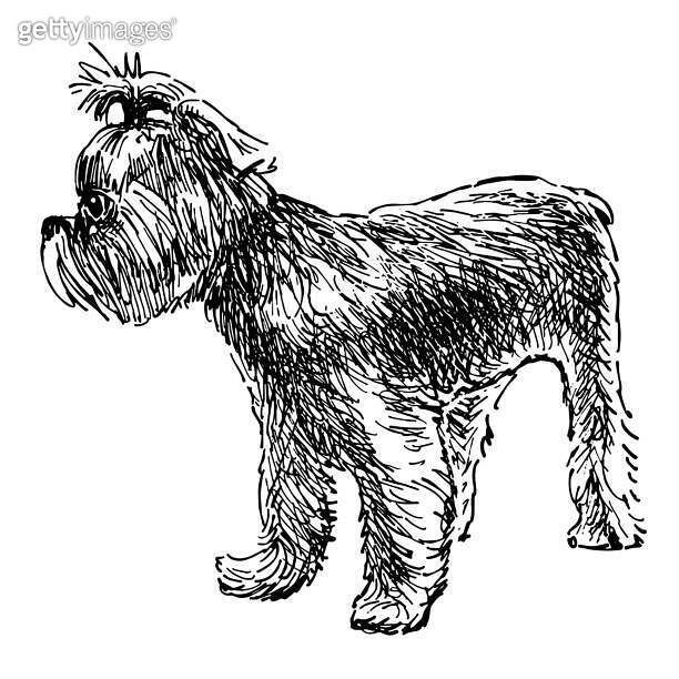 Yorkshire Terrier sketch one cute purebred lap dog standing and looking ...