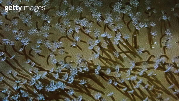 Coral polyps like a field of flowers 이미지 (2158043478) - 게티이미지뱅크
