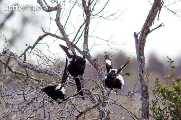 A small flock of Magpie Shrikes, Urolestes melanoleucus, displaying ...