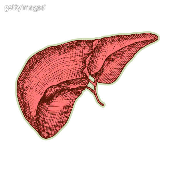 Sticker of human liver. Vintage anatomy engraving sketch organ isolated ...