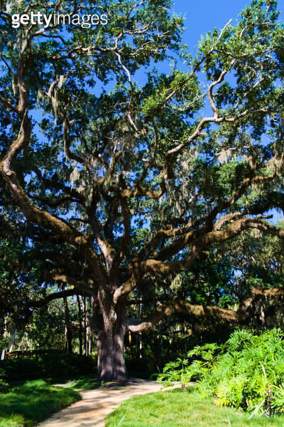 Big Oak Trees in the Washington Oak State Park 이미지 (2049422358) - 게티이미지뱅크