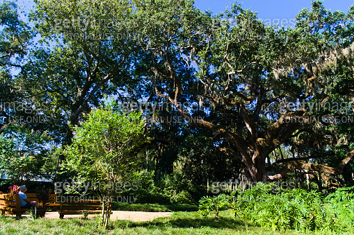 Big Oak Trees in the Washington Oak State Park 이미지 (2049419291) - 게티이미지뱅크
