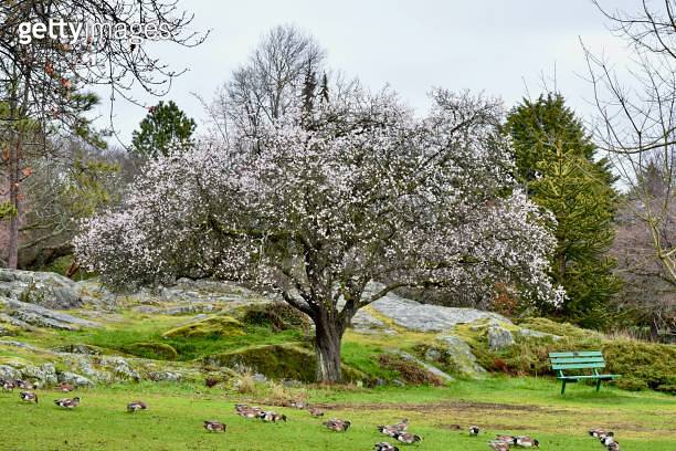 Early blooming spring cherry trees in nature 이미지 (2028603306) - 게티이미지뱅크