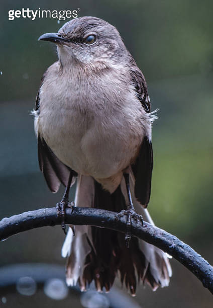 A Northern Mockingbird on a high perch in the rain (2133403307) - 게티이미지뱅크