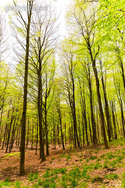 Beautiful spring forest landscape, fresh green leaves on trees, spring ...
