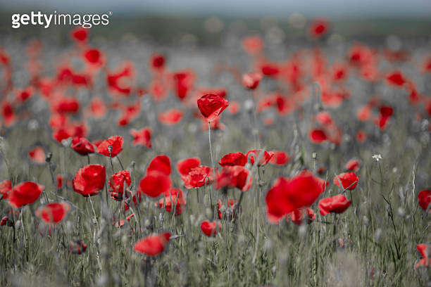 Red poppy. Remembrance and hope for a peaceful future. 이미지 (2066871897 ...