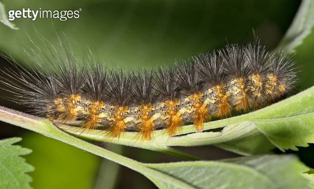 Salt marsh moth caterpillar (Estigmene acrea) insect on plant ...