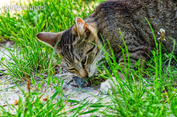 Cute domestic gray cat eating small rodent prey in natural environment ...