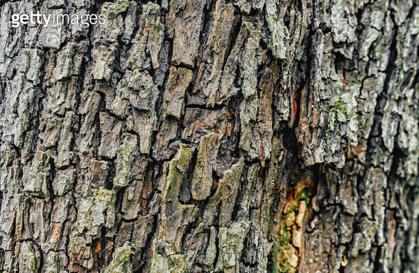 Background of the bark of an apple tree. Dry tree bark scales in forest ...