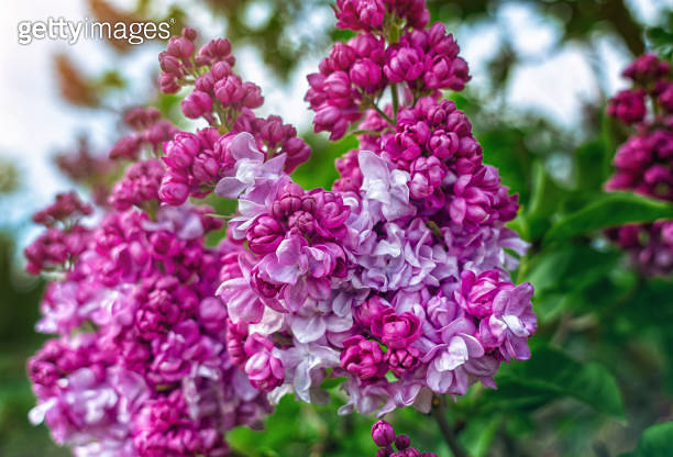 Macro photo of spring purple buds of lilac branch on bush with green ...