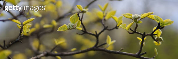 In spring, nature's growth emerges: green leaves, fresh buds, and ...