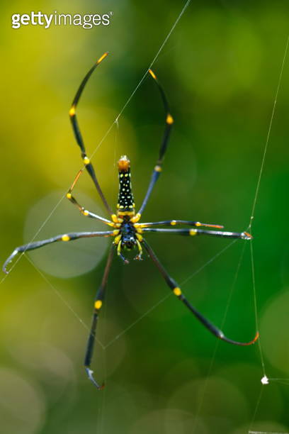 Nephila pilipes is a species of golden orb-web spider. It is located in ...