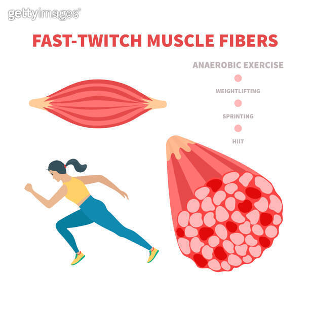 Fast twitch white muscle fiber type illustration (2062321453) 일러스트, 무료 ...