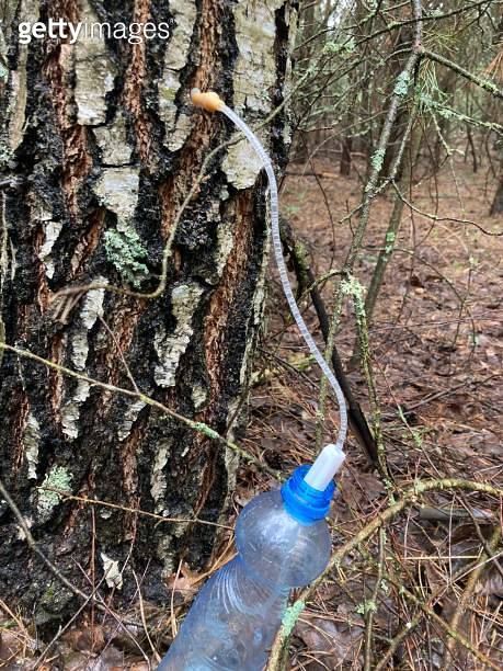 Extraction of birch sap using an industrial method 이미지 (2129148853 ...