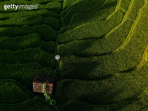 Beautiful pattern of paddy field in Majalengka, West Java, Indonesia ...