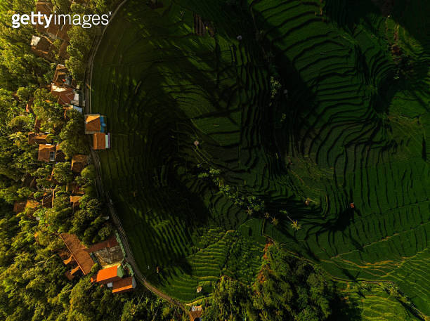 Beautiful pattern of paddy field in Majalengka, West Java, Indonesia ...