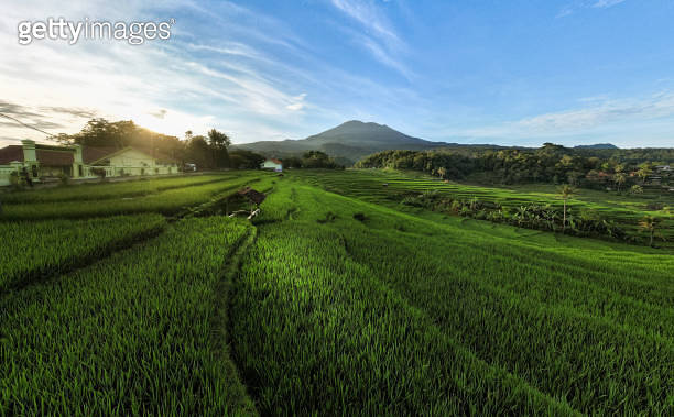 Beautiful pattern of paddy field in Majalengka, West Java, Indonesia ...