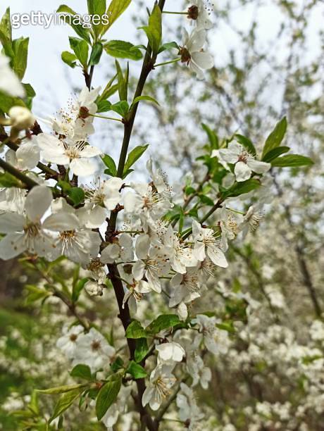 Cherry in early spring, cherry tree buds, awakening of nature, renewal ...